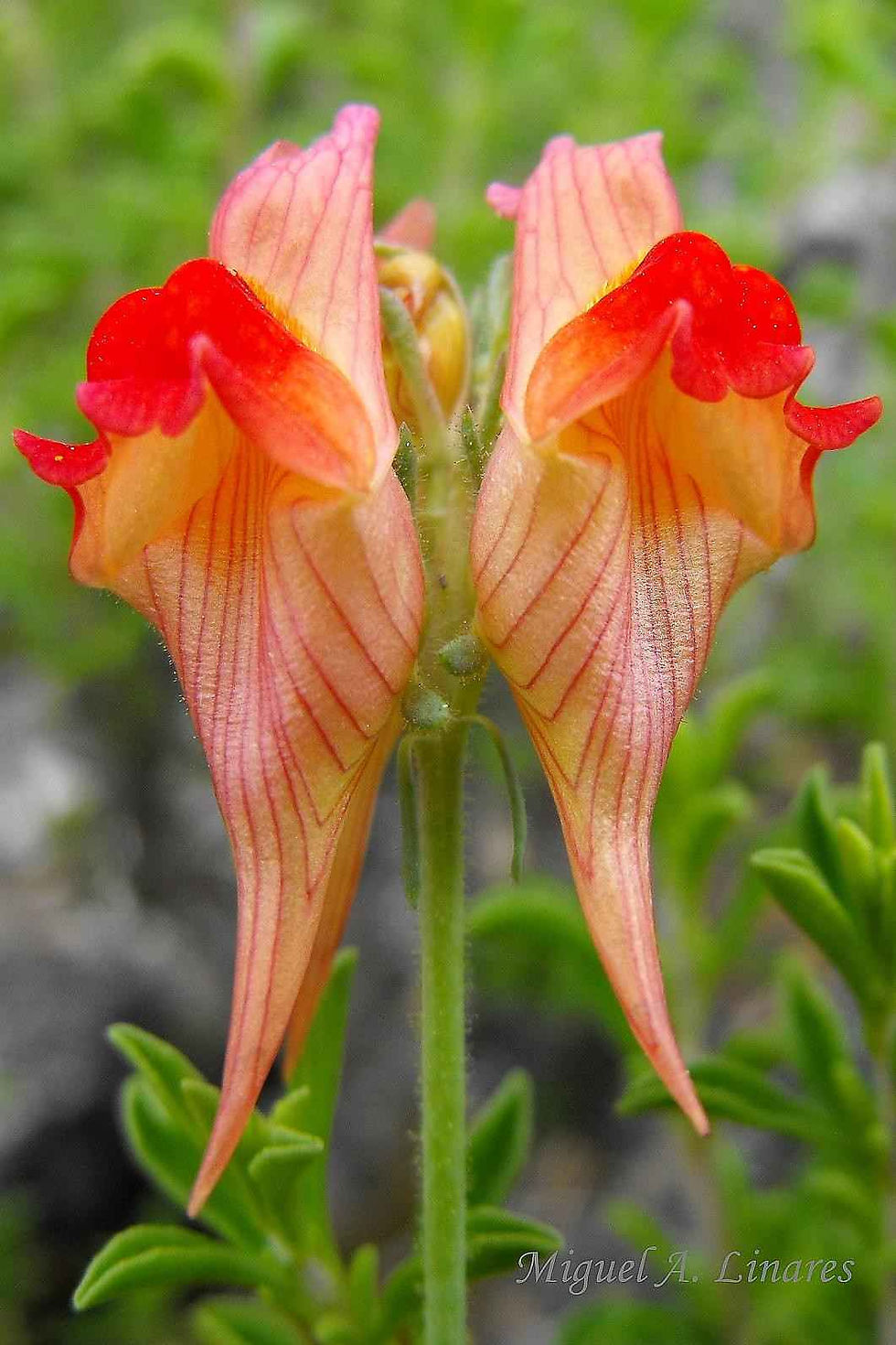 Linaria Aeruginea - Neon Lights | Awesome Blossom Plants