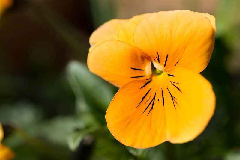 Viola | Awesome Blossom Plants