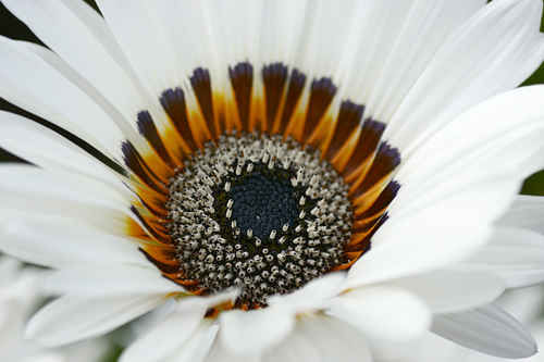 Venidium Fastuosum - White Cape Daisy Seed | Awesome Blossom Plants