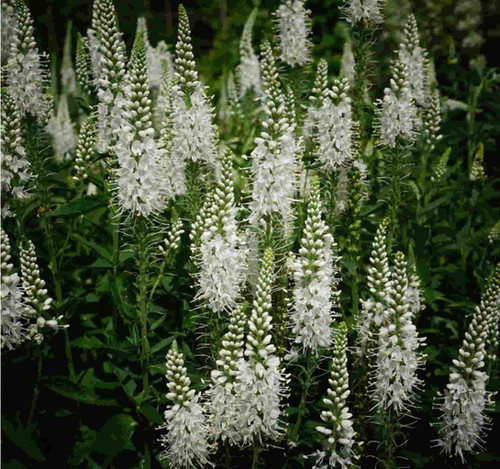 Veronica Longifolia Alba Seed | Awesome Blossom Plants