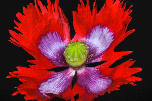 Poppy Papaver Somniferum - Danebrog Seed | Awesome Blossom Plants