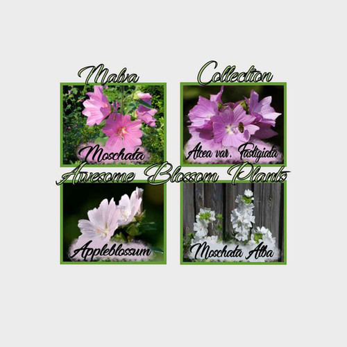 Pick a 4 Pack of Malva Seed | Awesome Blossom Plants