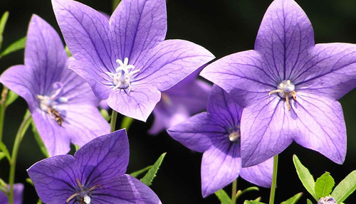 Platycodon Grandiflorus - Mixed Color Hybrids Seed | Awesome Blossom Plants