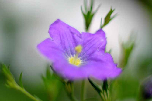 Nierembergia Hippomanica - Purple Robe Seed | Awesome Blossom Plants