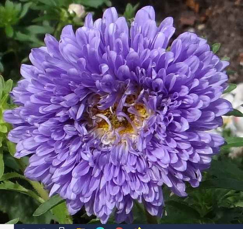 Aster - Callistephus Gremlin - Gremlin Lavender Seed | Awesome Blossom ...