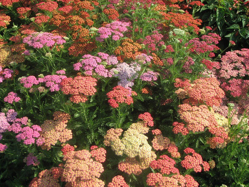 Achillea Millefolium - Summer Berries Mix Seed | Awesome Blossom Plants