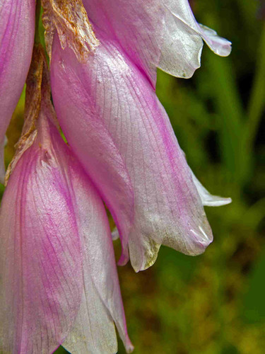 Dierama Mixed Variety of Dieramas Seed | Awesome Blossom Plants