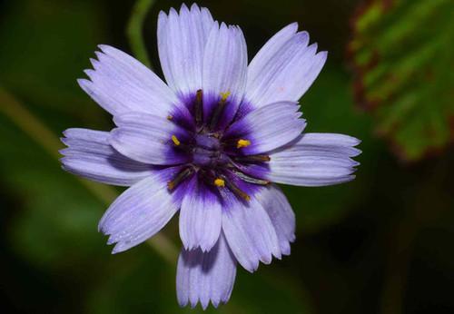 Catananche Caerulea - Cupid's Dart Blue Seed | Awesome Blossom Plants