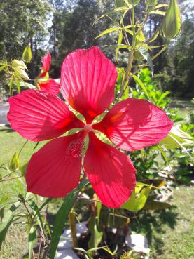 Texas Red Star Hibiscus | Awesome Blossom Plants