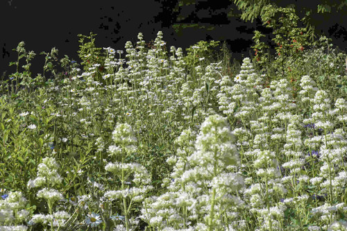 Centranthus Ruber - Albus | Awesome Blossom Plants