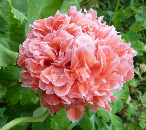 Poppy Papaver Paeoniflorum - Salmon Peony Poppy Seed | Awesome Blossom ...