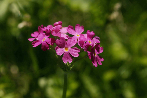Primula Halleri Seed | Awesome Blossom Plants