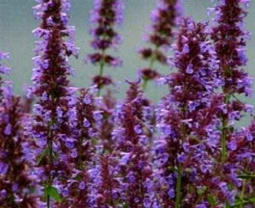 Nepeta Parnassica - Greek Catmint Seed | Awesome Blossom Plants
