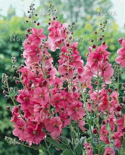 Verbascum Phoeniceum - Rosetta Seed | Awesome Blossom Plants