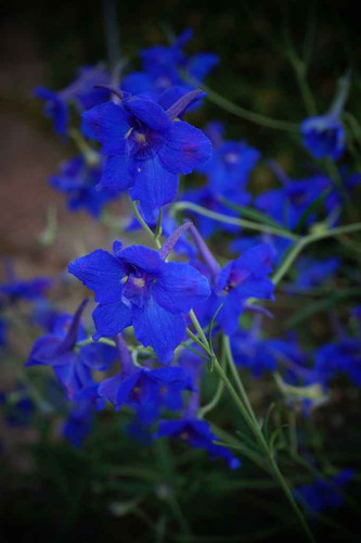 Delphinium Grandiflorum - Tiny Blue Seed | Awesome Blossom Plants