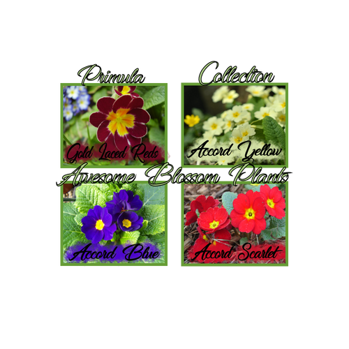 Pick a 4 Pack of Premium Primula Seed | Awesome Blossom Plants