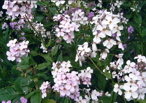 Hesperis Matronalis Mix - Dames Rocket Seed | Awesome Blossom Plants