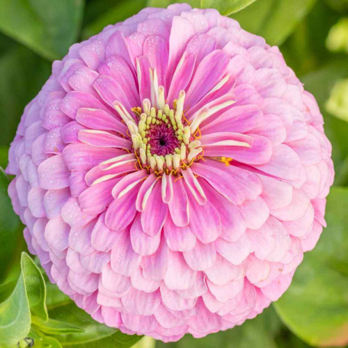 Zinnia elegans - Pink Princess seed | AwesomeBlossomPlants