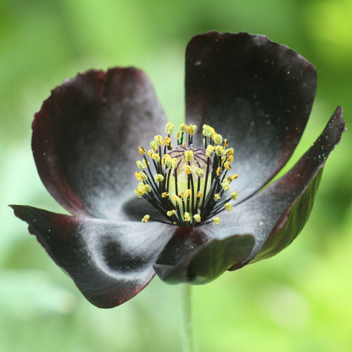 Poppy - Papaver macrostomum - Black Magic seed | AwesomeBlossomPlants