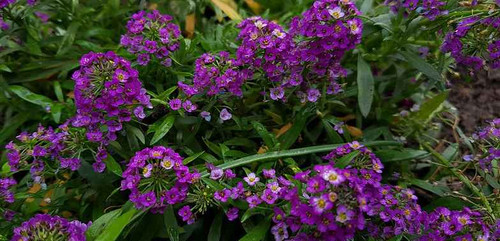 Alyssum - Lobularia Maritima - Violet Queen | Awesome Blossom Plants