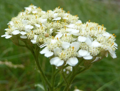Achillea Millefolium Occidentalis - Western Yarrow | Awesome Blossom Plants
