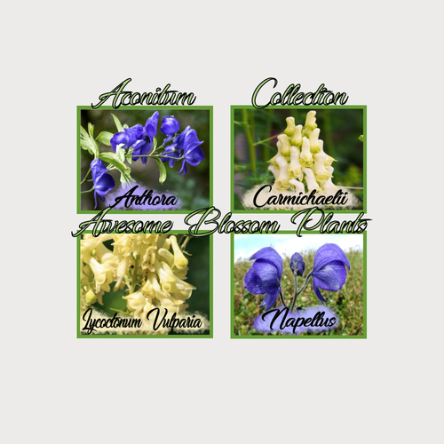 Pick a 4 Pack of Aconitum Seed | Awesome Blossom Plants