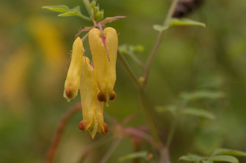 Dicentra Torulosa - Yellow Bleeding Heart Seed | Awesome Blossom Plants