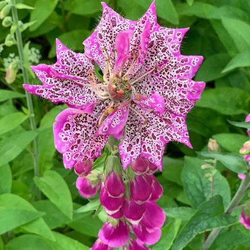 Digitalis Purpurea - Monstrosa Color Mix Seed | Awesome Blossom Plants