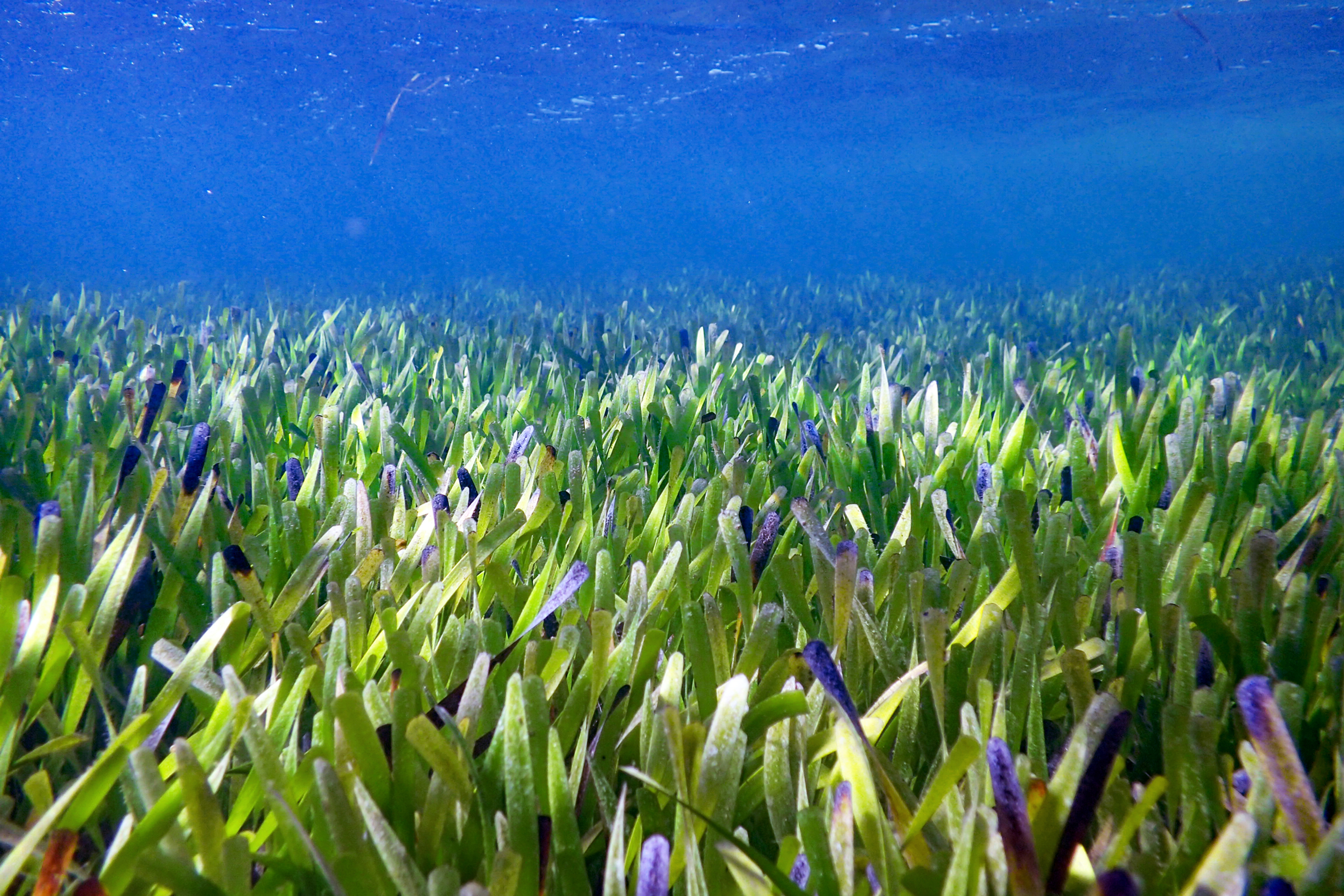 Saving seagrass from climate change