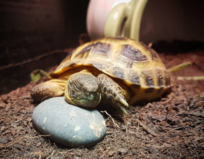 Tortoise Hotel | Tortoise | Berkshire, United Kingdom