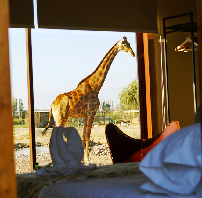 Parque Safari Chile - Una aventura salvaje