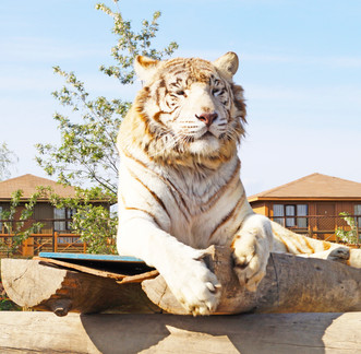 Parque Safari Chile - Una aventura salvaje