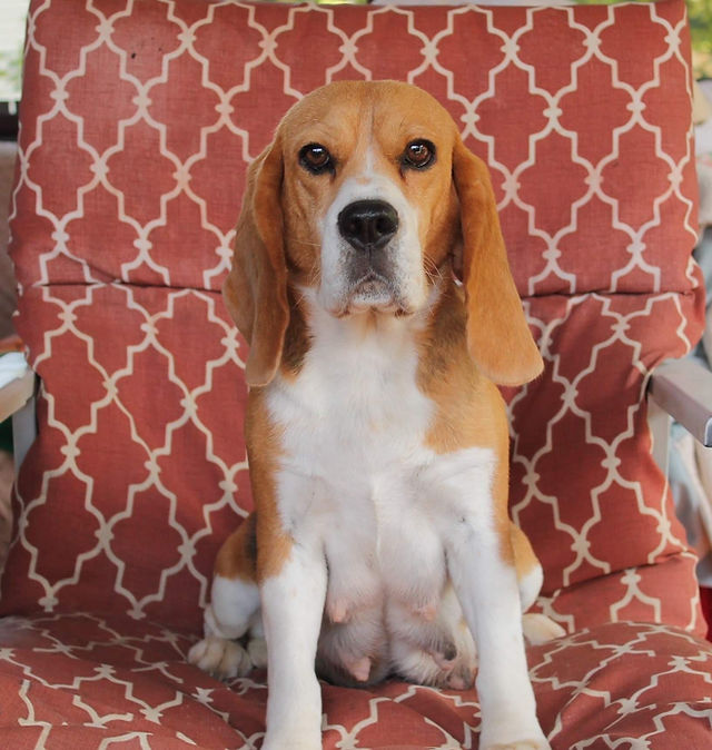 Taylor | South Beagles