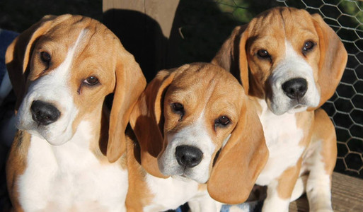 South Beagles | AKC Beagles