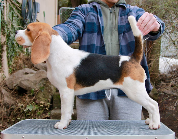 OUR BEAGLES | Kvell Beagles