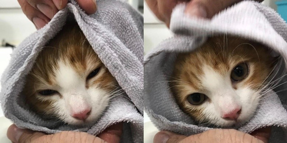 A GUIDE TO: BATH TIME WITH CATS