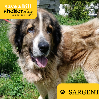 Dog Rescue | Save A Kill Shelter Dog