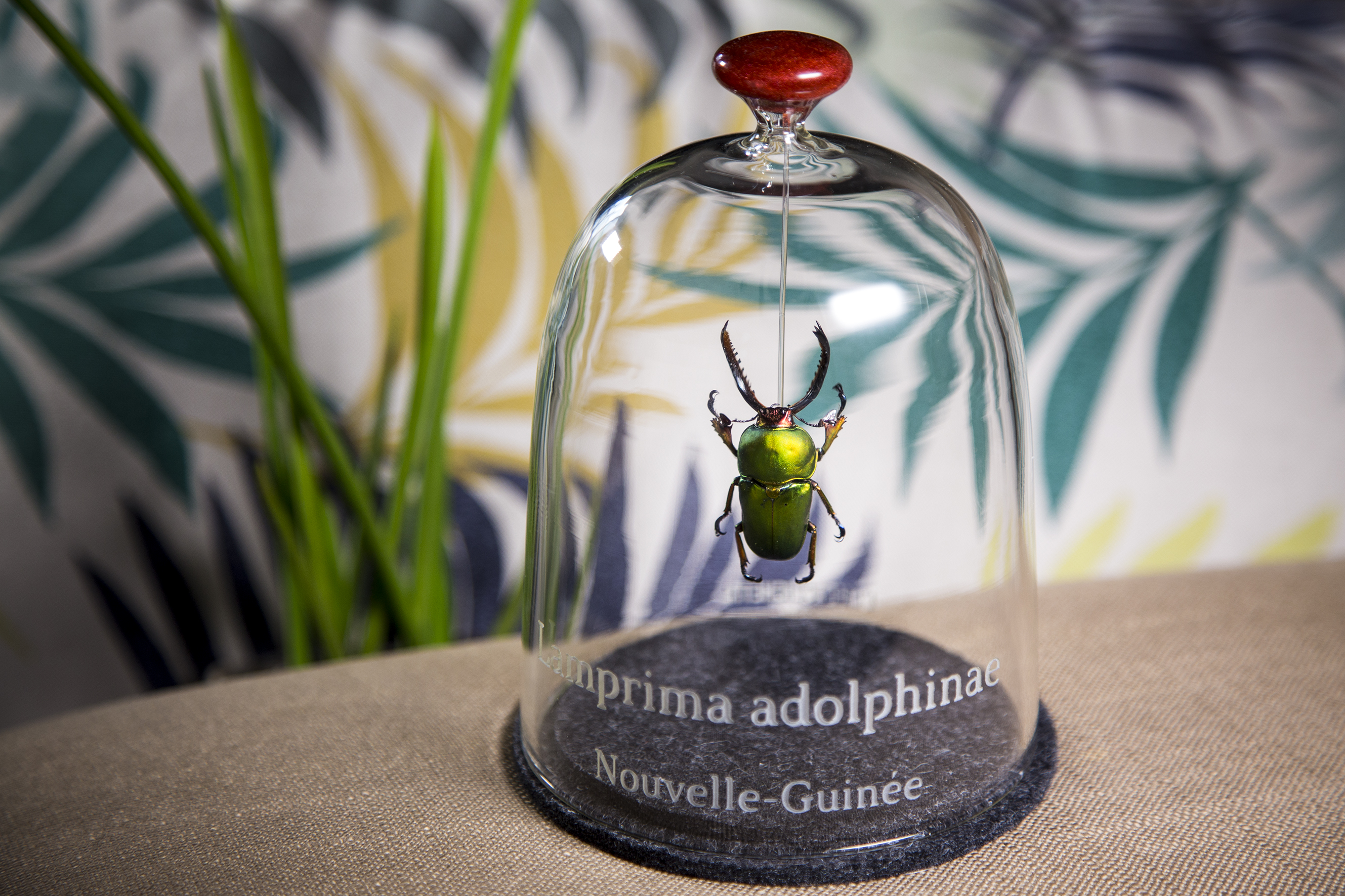 Cloche personnalisable | L'Effet Clochette | France