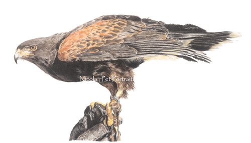 Harris Hawk ORIGINAL | nicolajpetportraits
