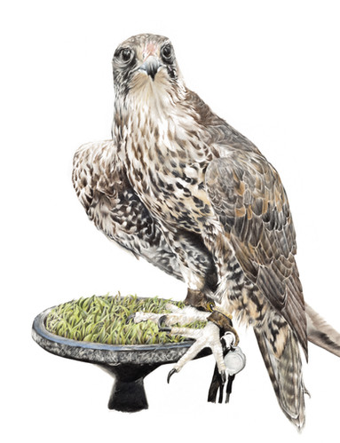 Female Gyrfalcon | nicolajpetportraits