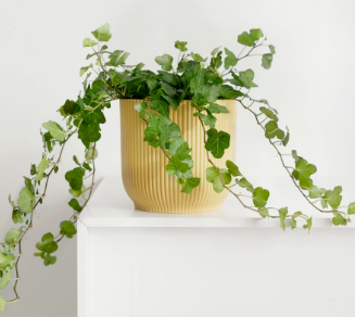 Potted Ivy Plant | Biofloria