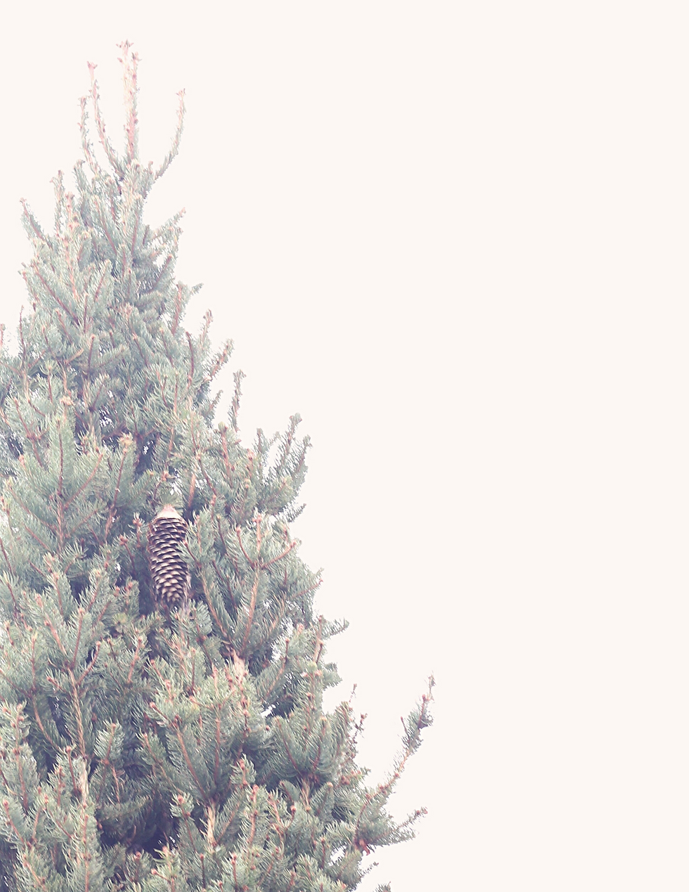 Printable Pine Tree Photography Art Print