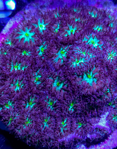 Purple Micromussa | CoralAddicts