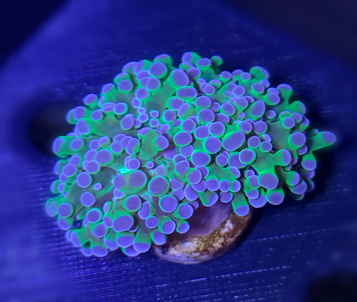 Pink Tip Frogspawn | CoralAddicts