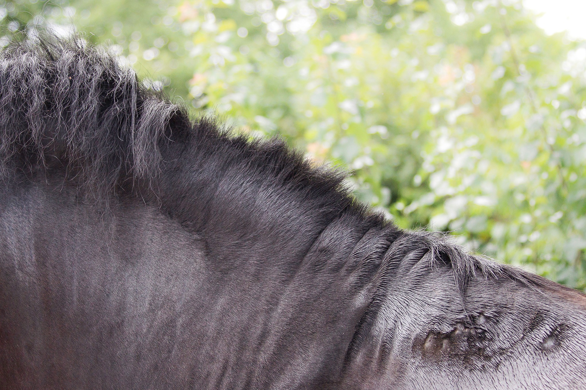 Insect Bite Hypersensitivity in Friesian Horses