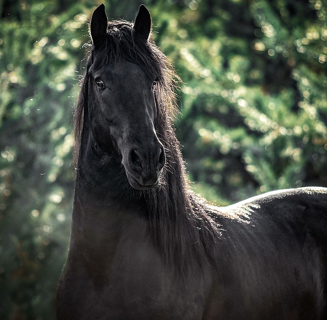 friesian face