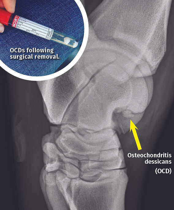 Osteochondrosis Meaning Osteochondrosis Dissecans – VetRad