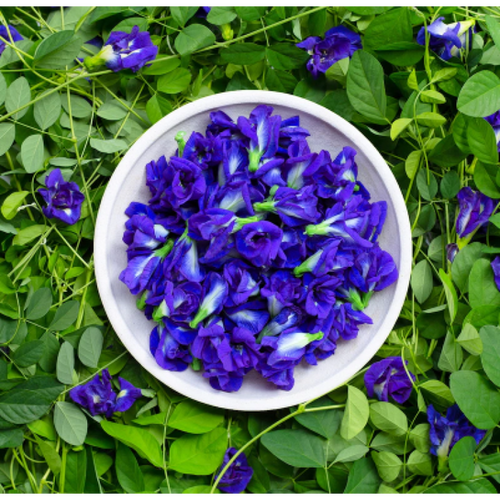 BUTTERFLY PEA FLOWERS 🦋 | HealingInTheGarden