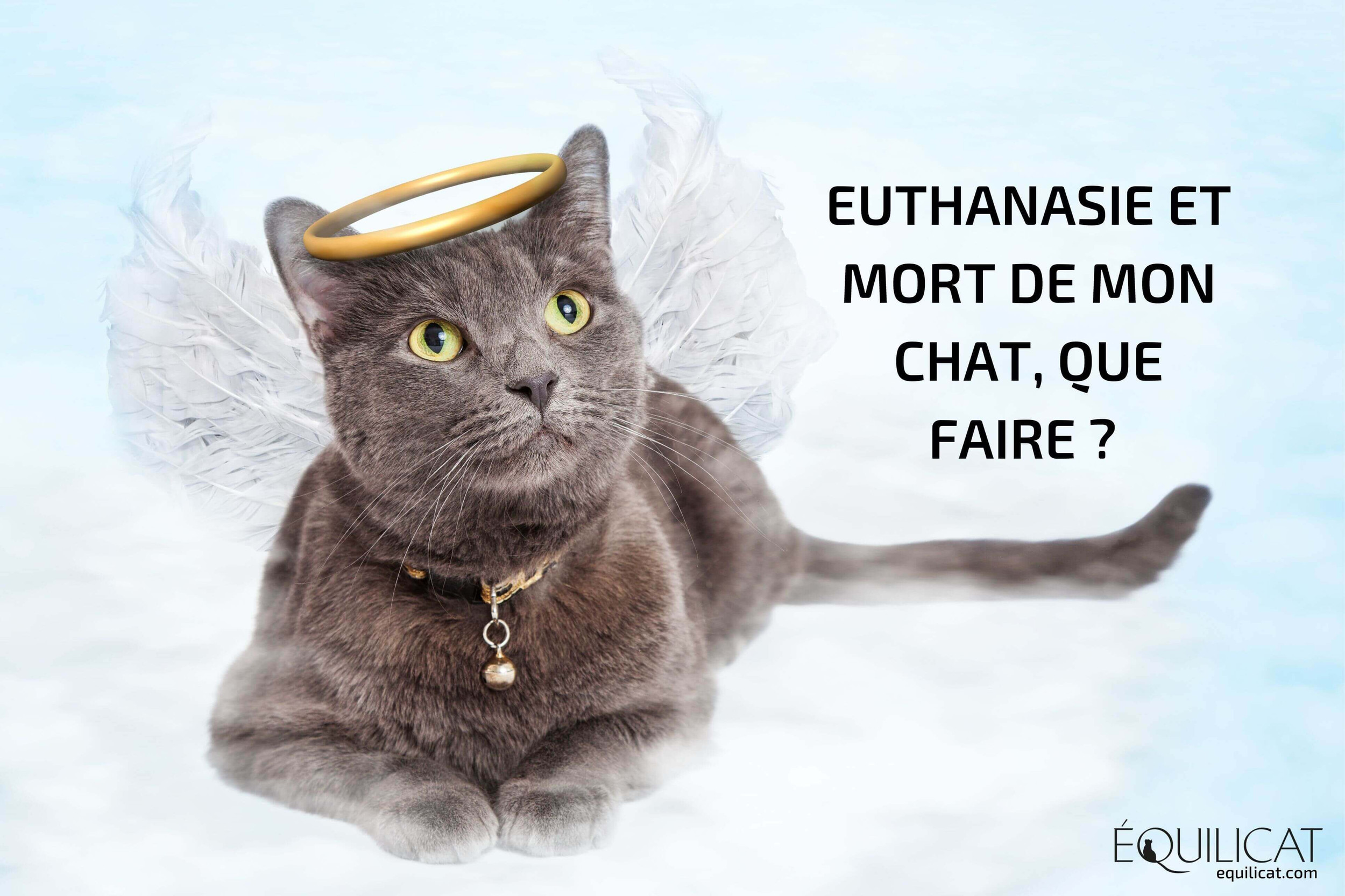Euthanasie et mort de mon chat, que faire