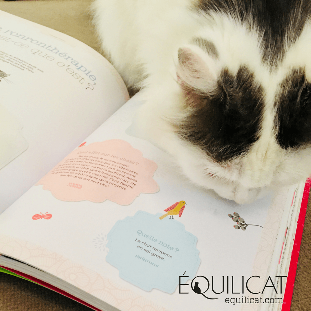 Un nouveau magazine dédié aux chats: "Miaou"